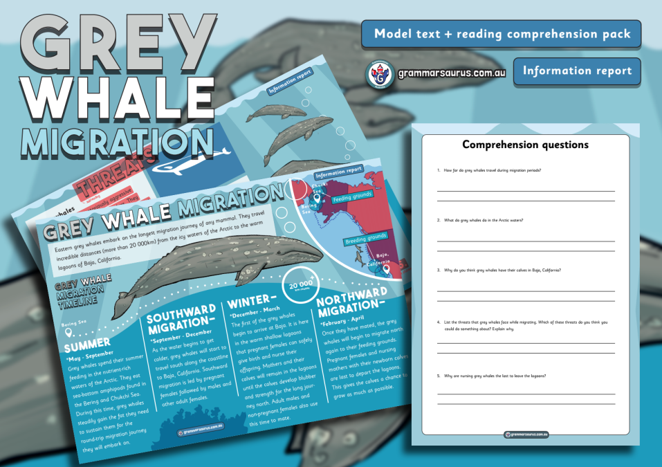 Year 5 Model Text – Report – Grey Whales Migration - Grammarsaurus ...