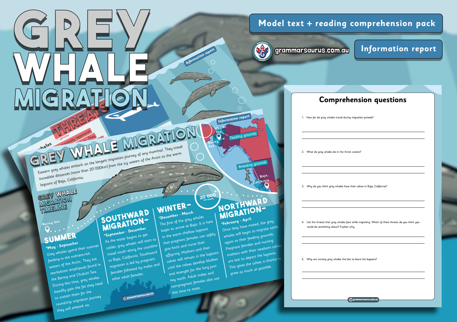 Year 5 Model Text – Report – Grey Whales Migration - Grammarsaurus ...
