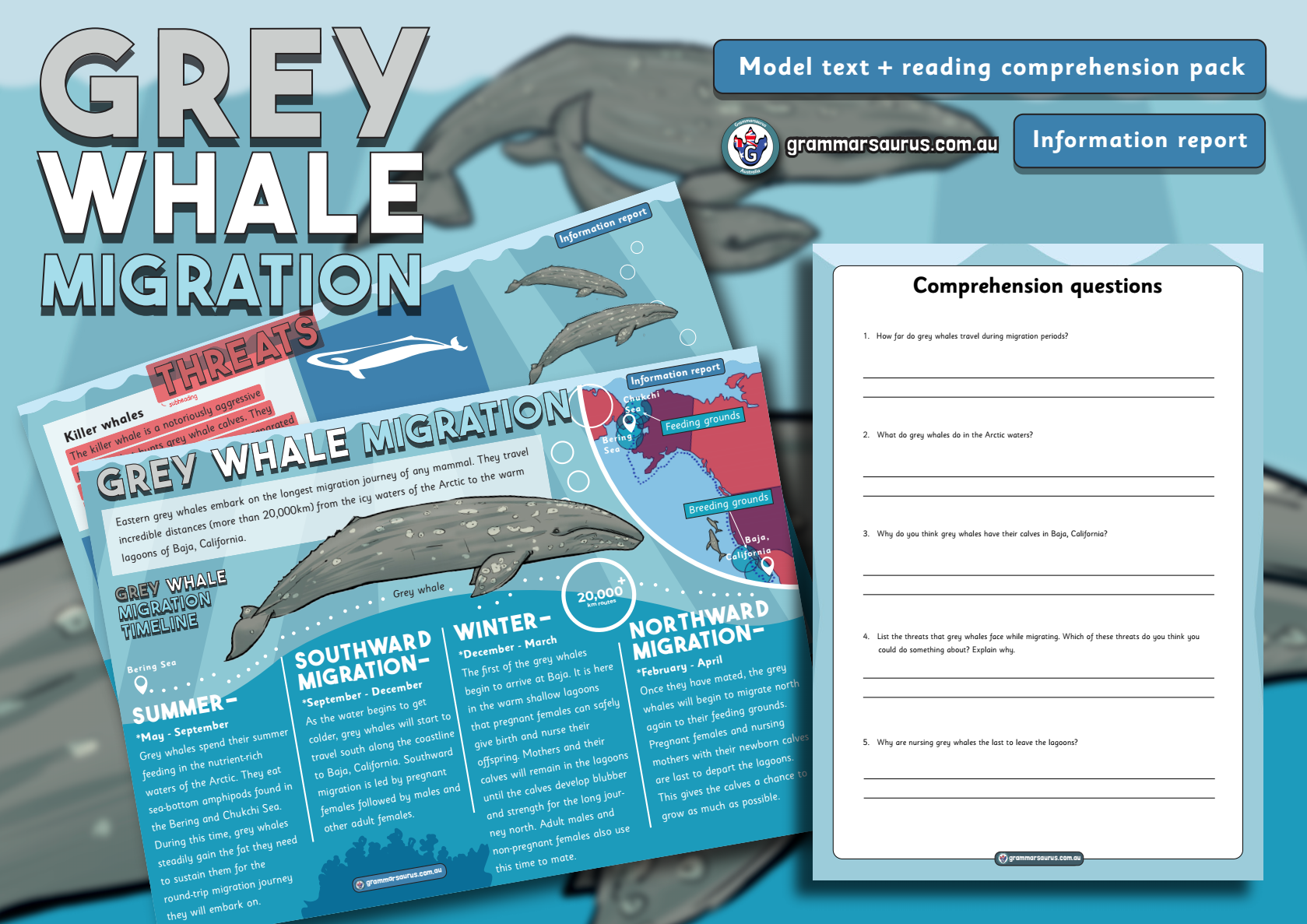 Year 5 Model Text – Report – Grey Whales Migration - Grammarsaurus ...