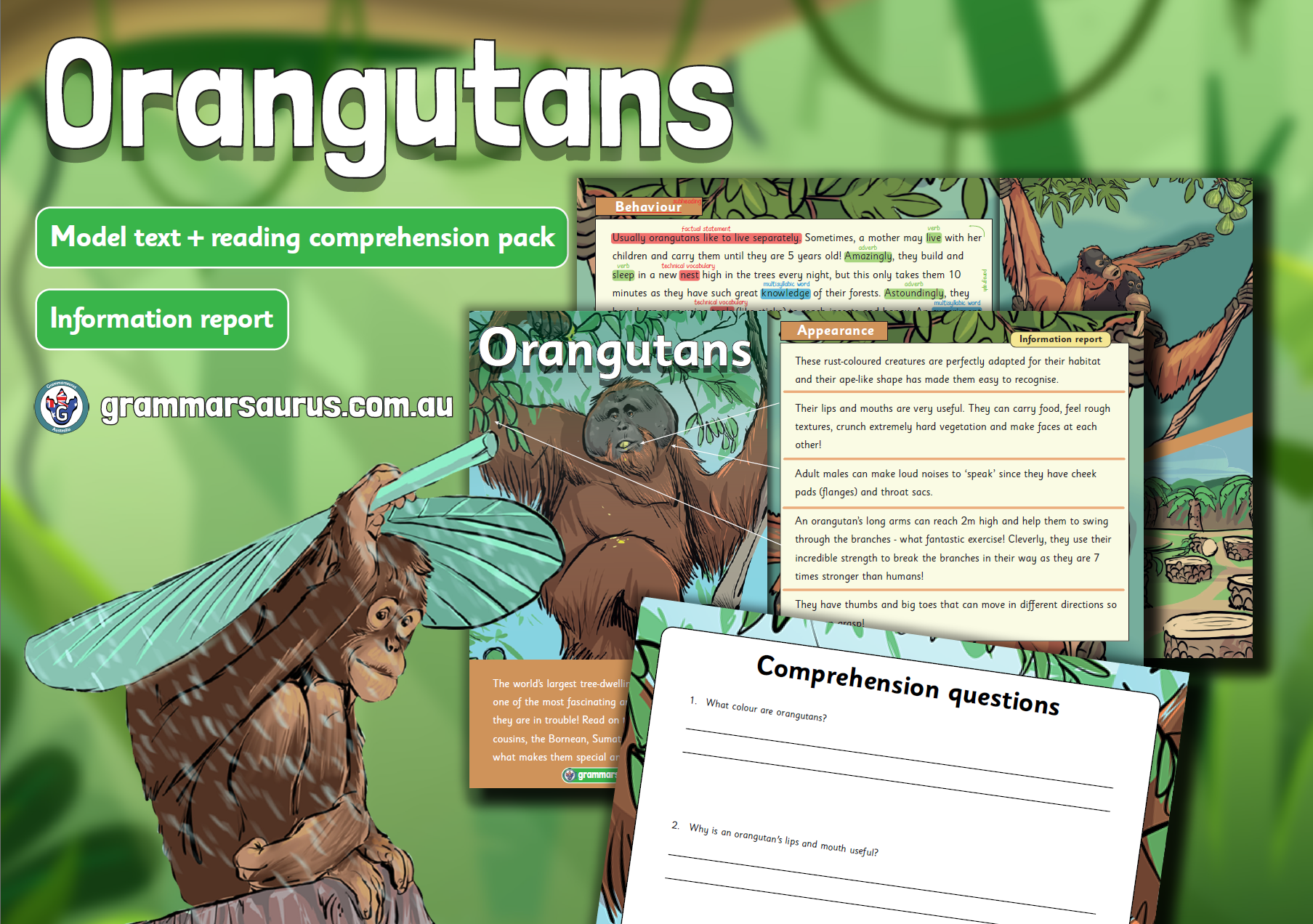 Year 3 Model Text – Report – Orangutans - Grammarsaurus Australia