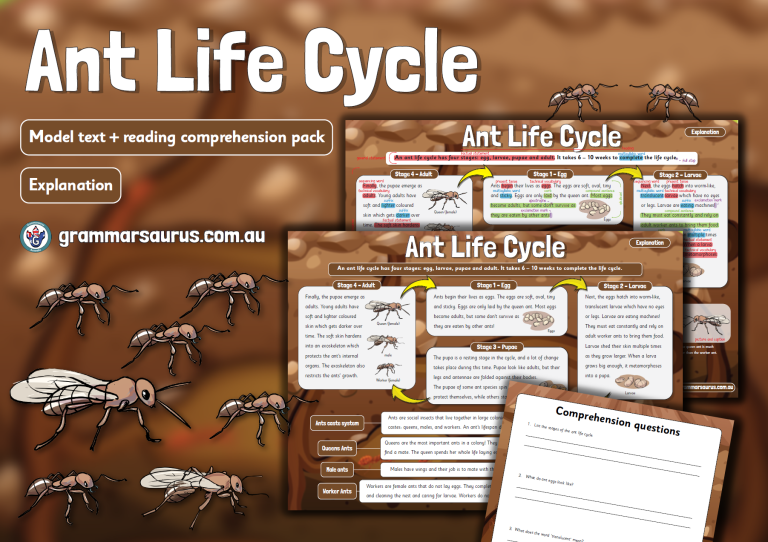 Year 3 Model Text – Explanation – Ant Life Cycle - Grammarsaurus Australia
