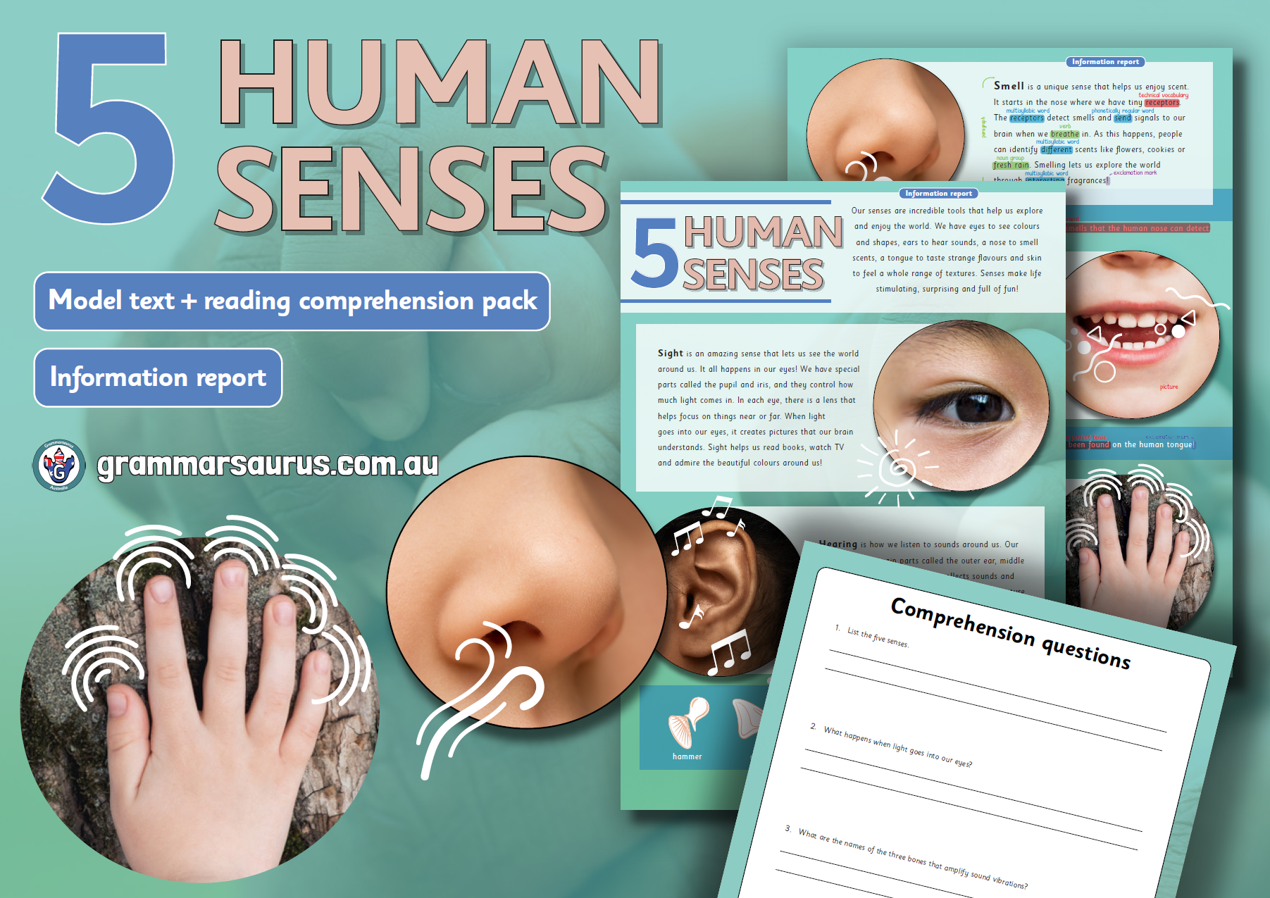 Year 3 Model Text – Information report – 5 Human Senses - Grammarsaurus ...